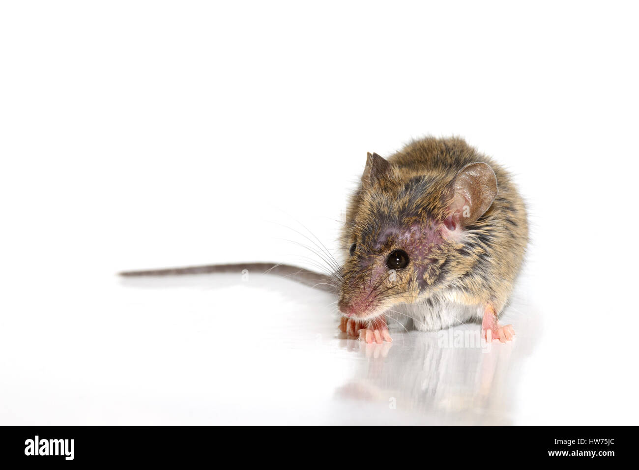 house mouse (Mus musculus) on white background Close-up s Stock Photo - Alamy
