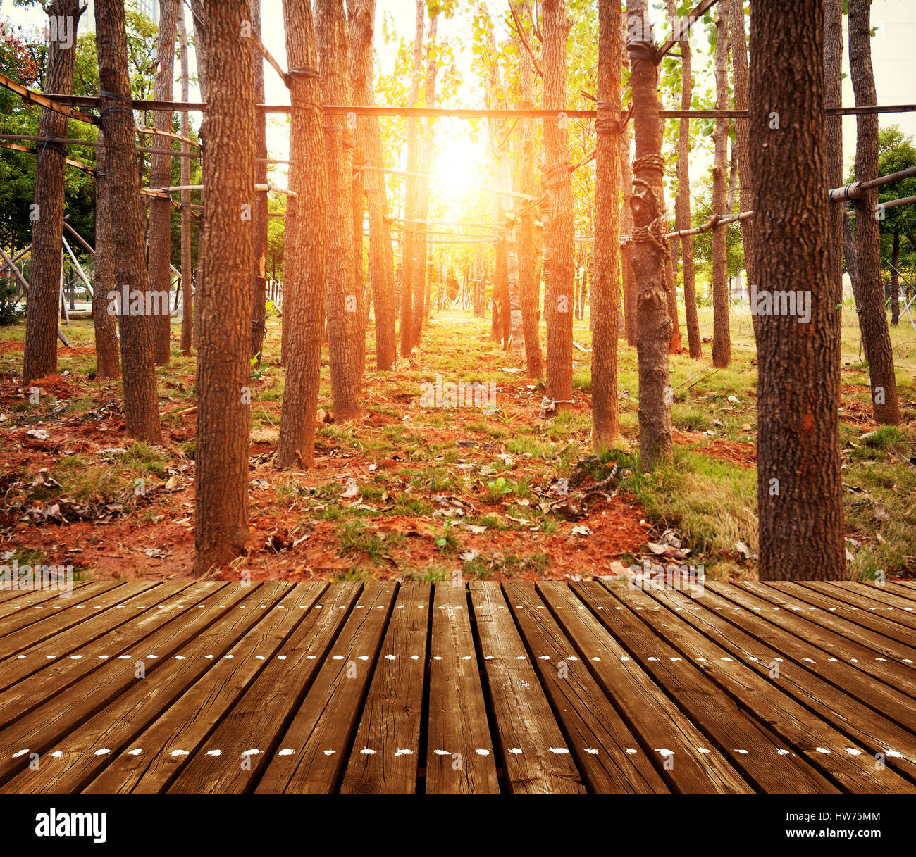 forest trees. nature green wood sunlight backgrounds Stock Photo - Alamy