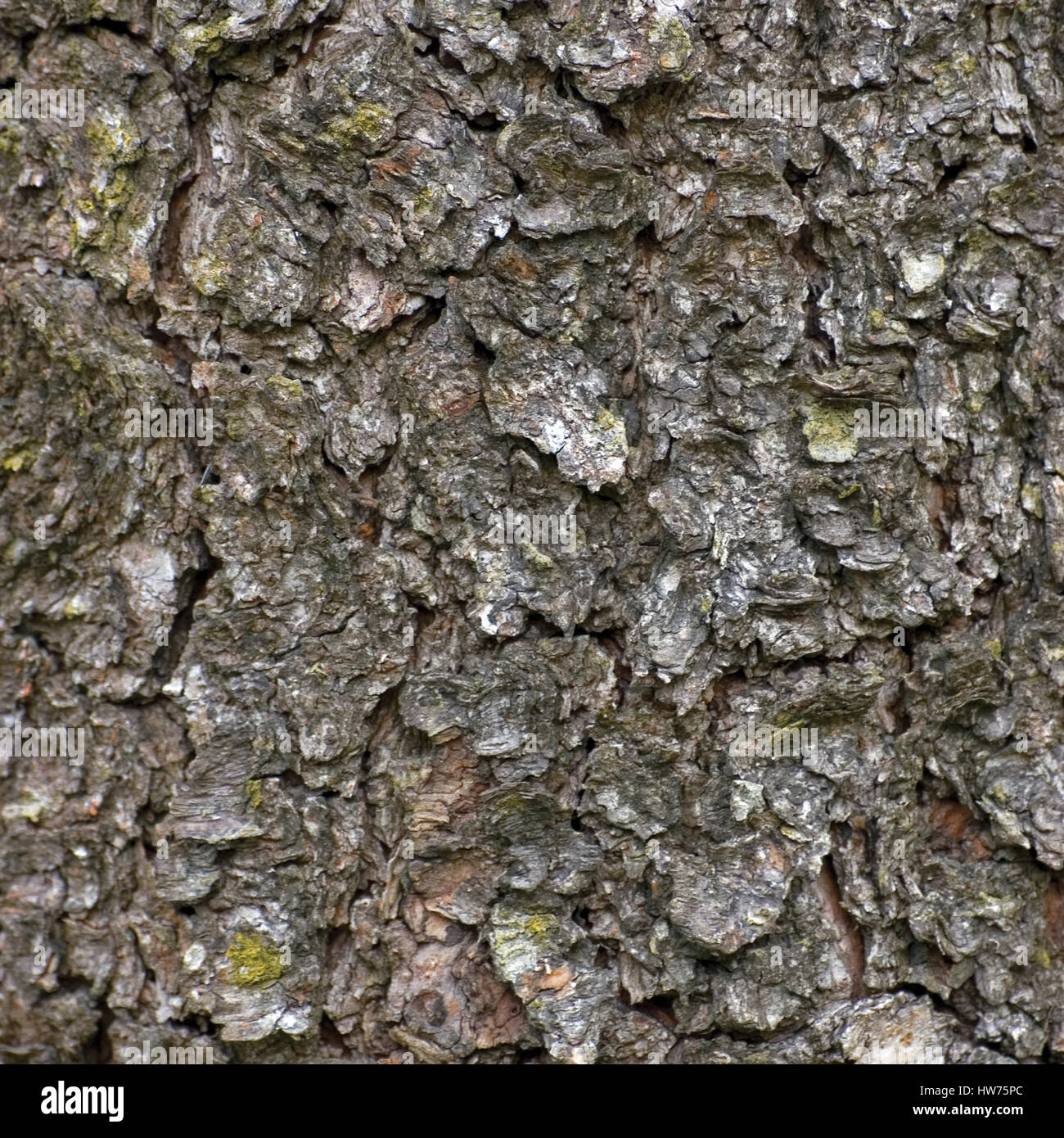 Grungy Brown Bark Texture, Detailed Background Stock Photo - Alamy