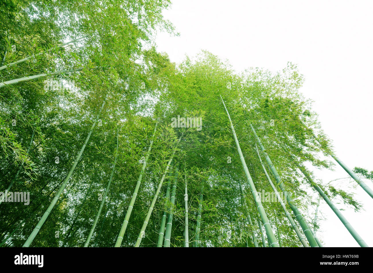 Bamboo isolated on a white background Stock Photo - Alamy