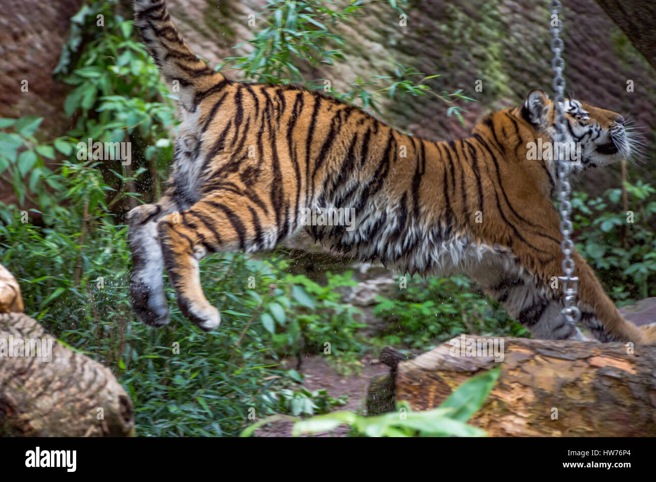 White bengal tiger leaping hi-res stock photography and images - Alamy