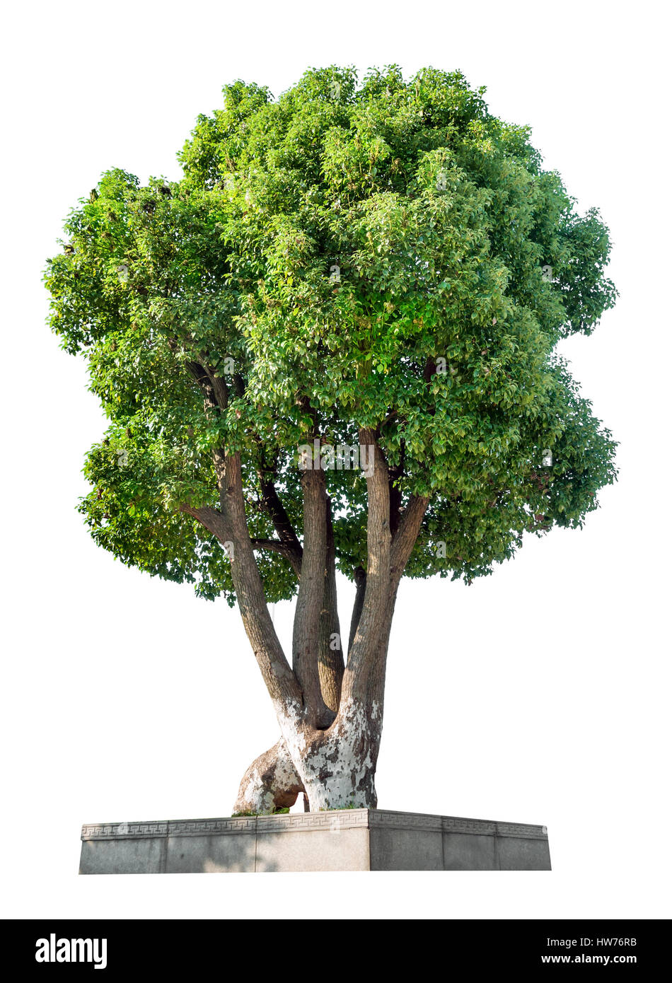 Camphor plant hi-res stock photography and images - Alamy