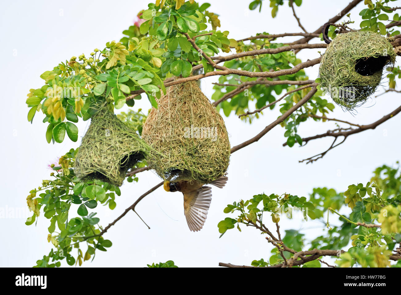 Baya weaver bird nest hi-res stock photography and images - Alamy