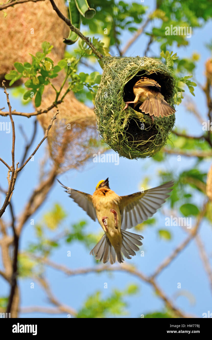 A pair of Baya Weavers (Ploceus philippinus) with the male flying to join the female on their ...