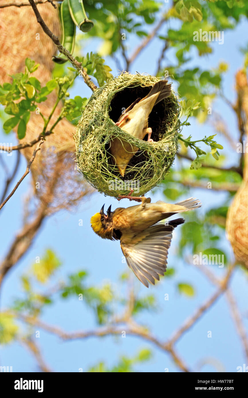 A pair of Baya Weavers (Ploceus philippinus) with the male and female on their nest in a large ...