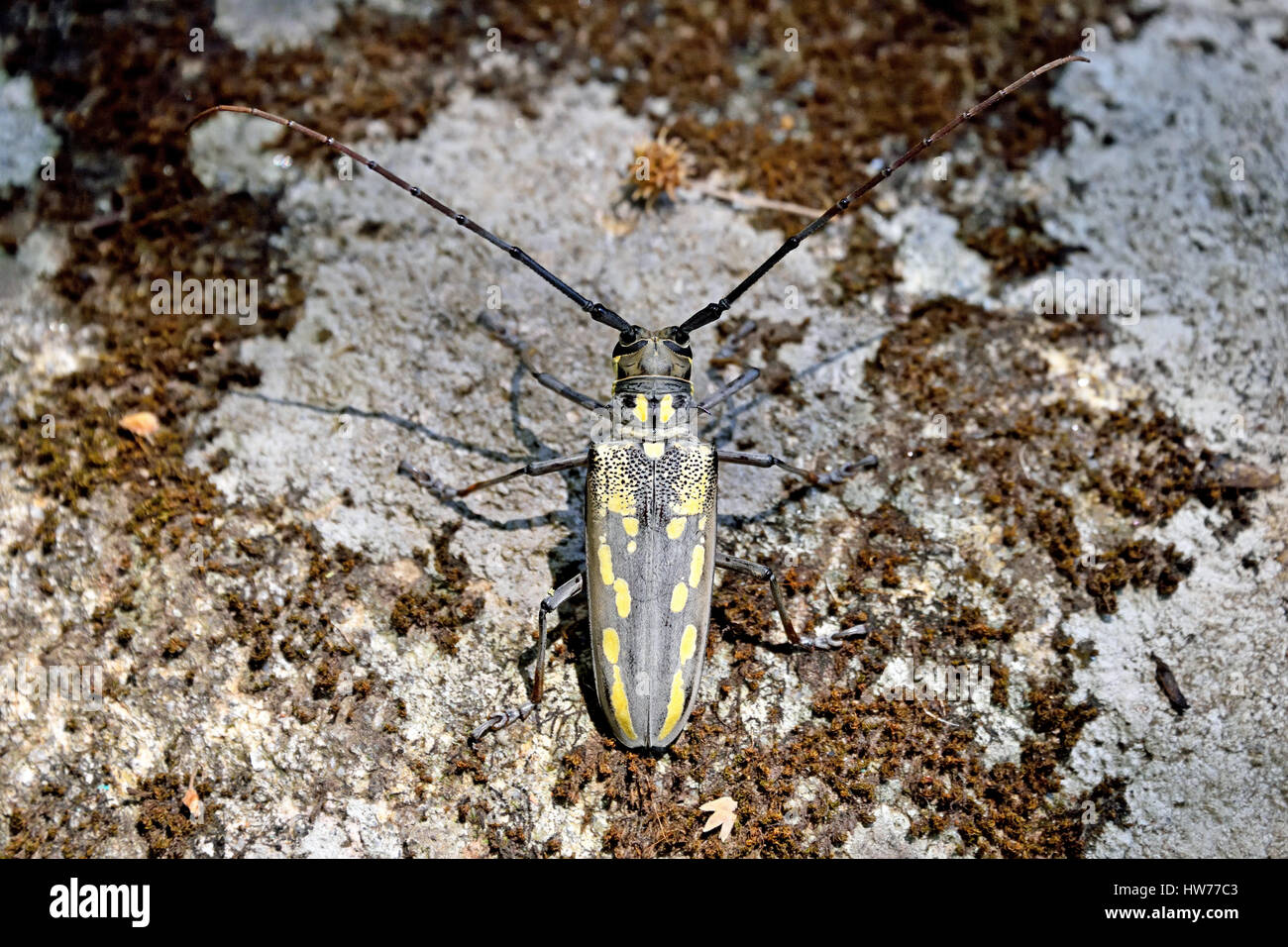 Batocera hi-res stock photography and images - Alamy