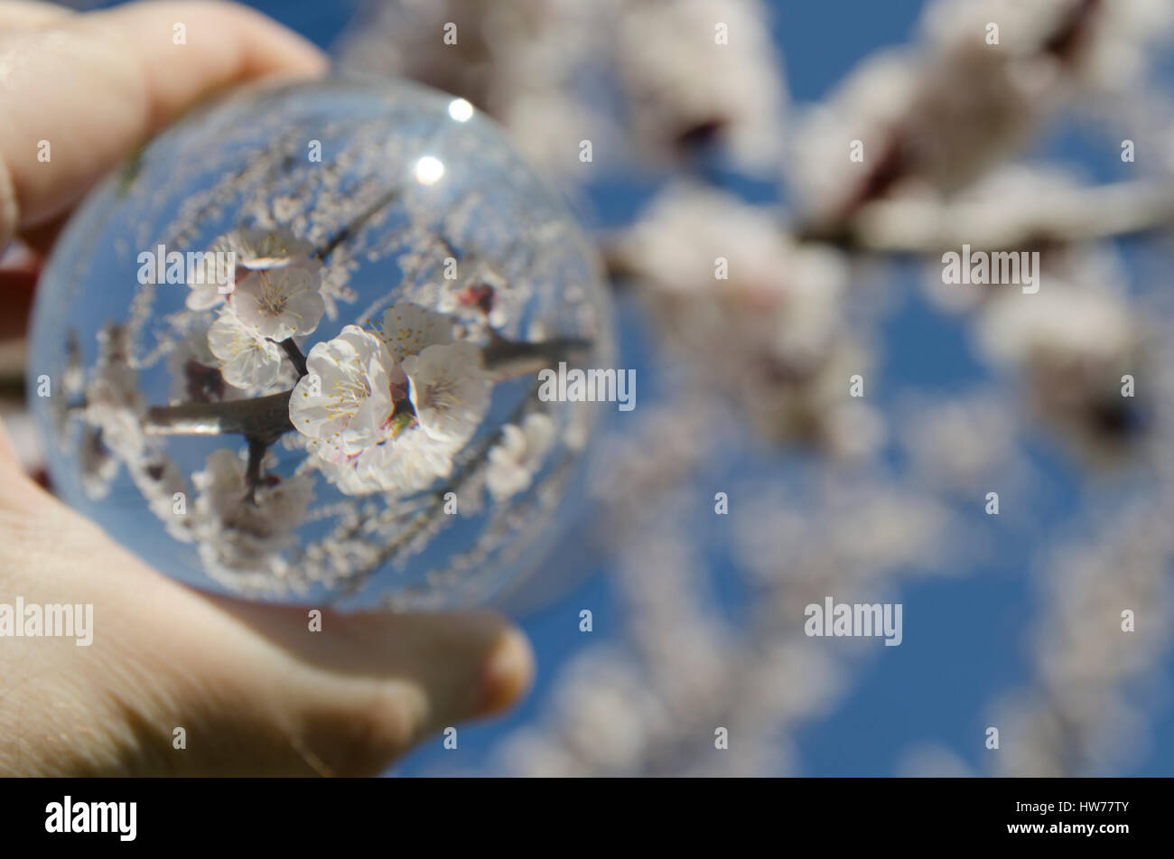 Blossoming tree thru crystal ball Stock Photo - Alamy