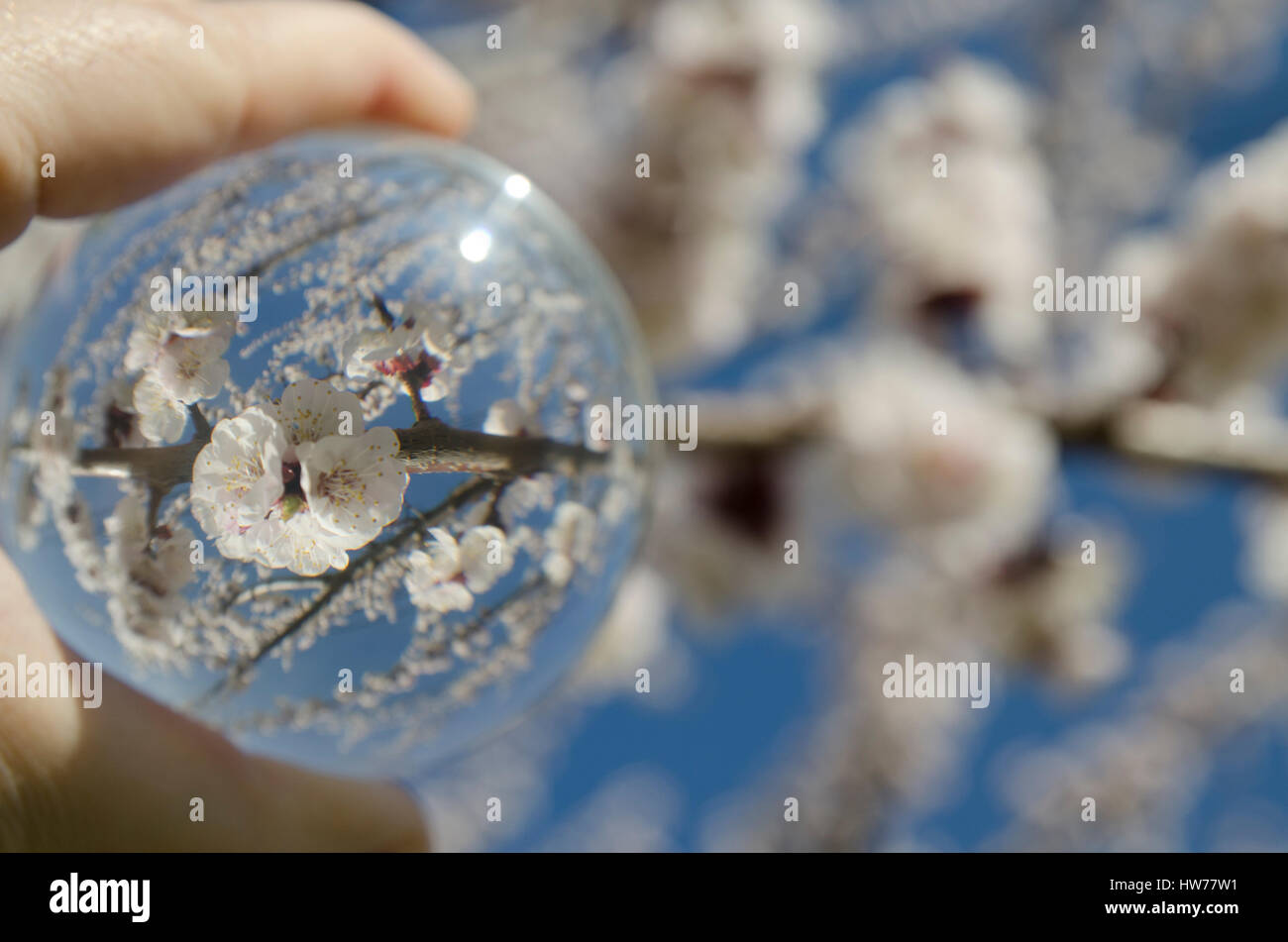 Hands holding crystal ball hi-res stock photography and images - Alamy