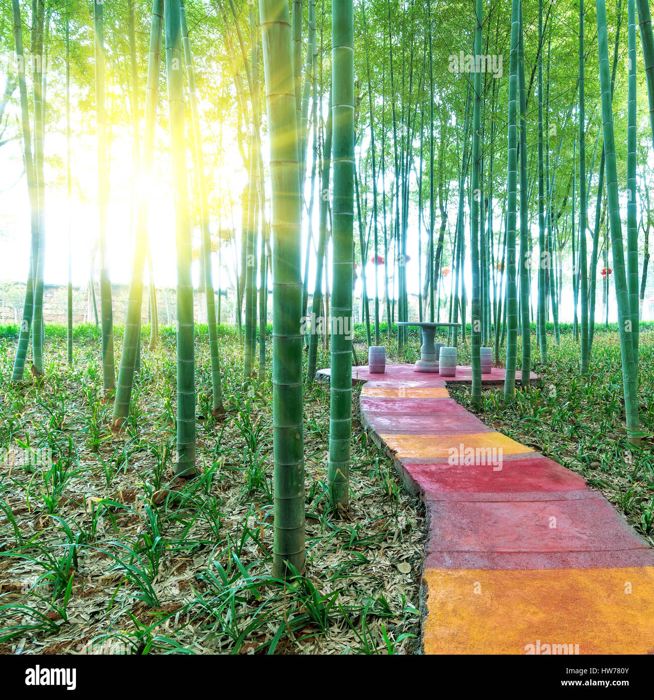 China's bamboo, grows in southern China Stock Photo - Alamy