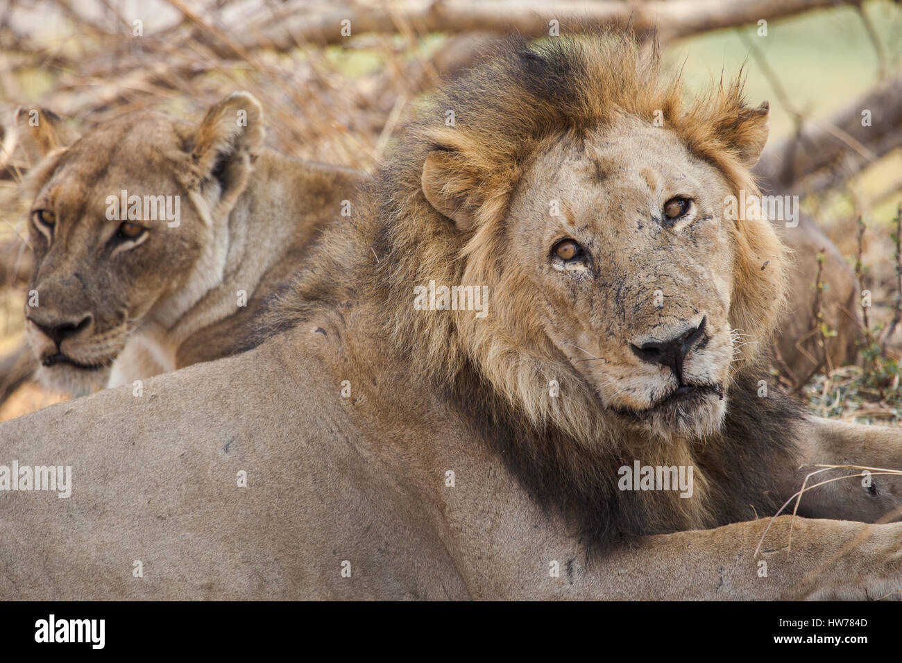 male and female lion Stock Photo - Alamy
