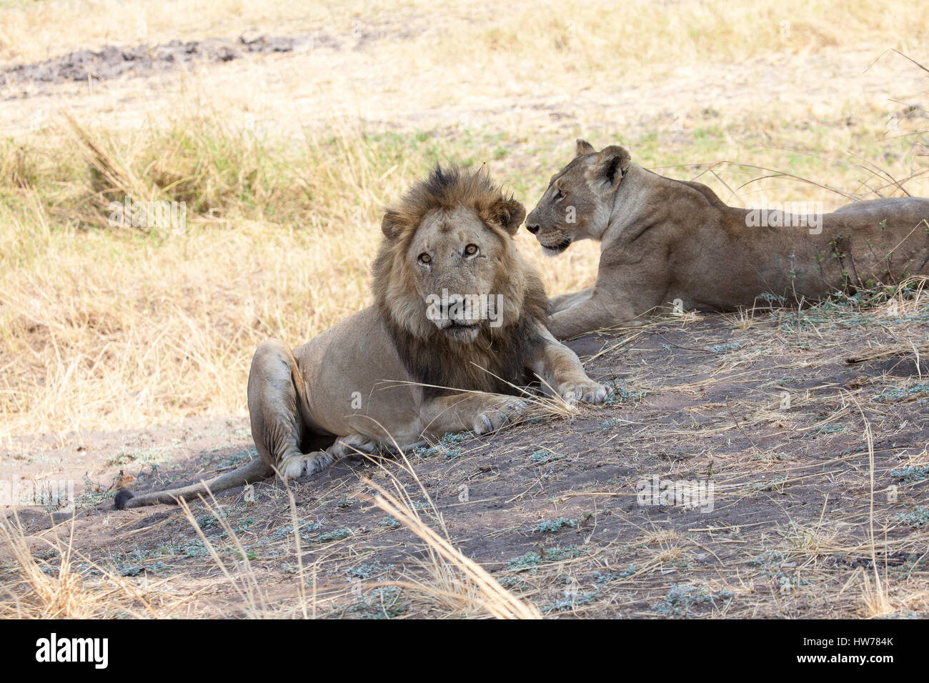 male and female lion Stock Photo - Alamy