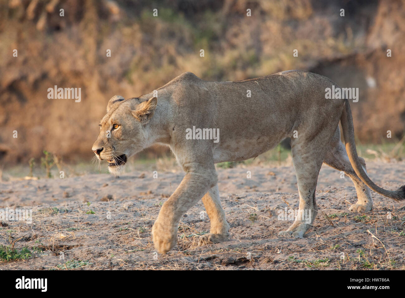 lioness prowling in evening light Stock Photo - Alamy
