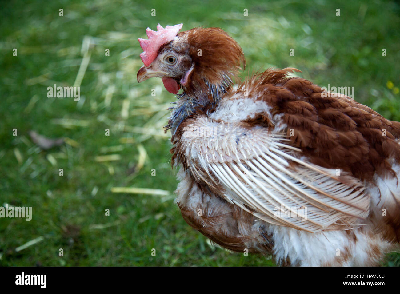 Rescued battery chicken hi-res stock photography and images - Alamy