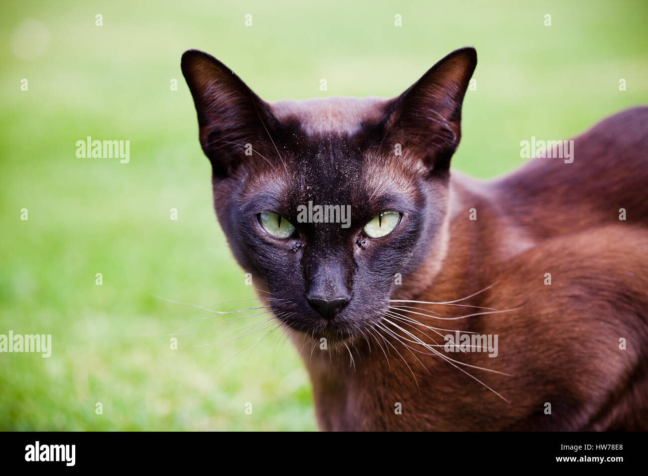 brown burmese cat in garden Stock Photo - Alamy