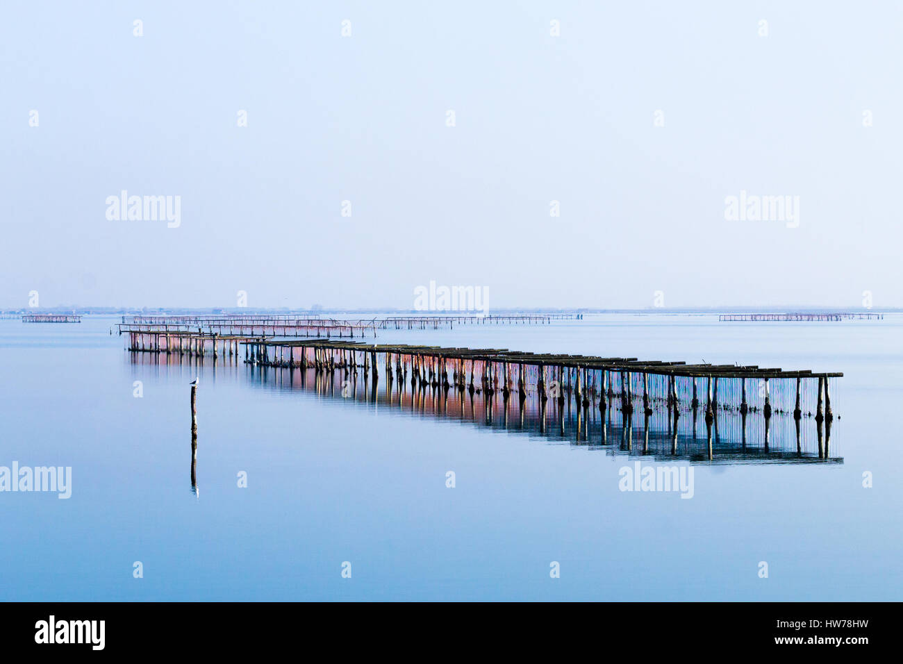 Shellfish farming from Po river lagoon, Italy. Scardovari beach ...