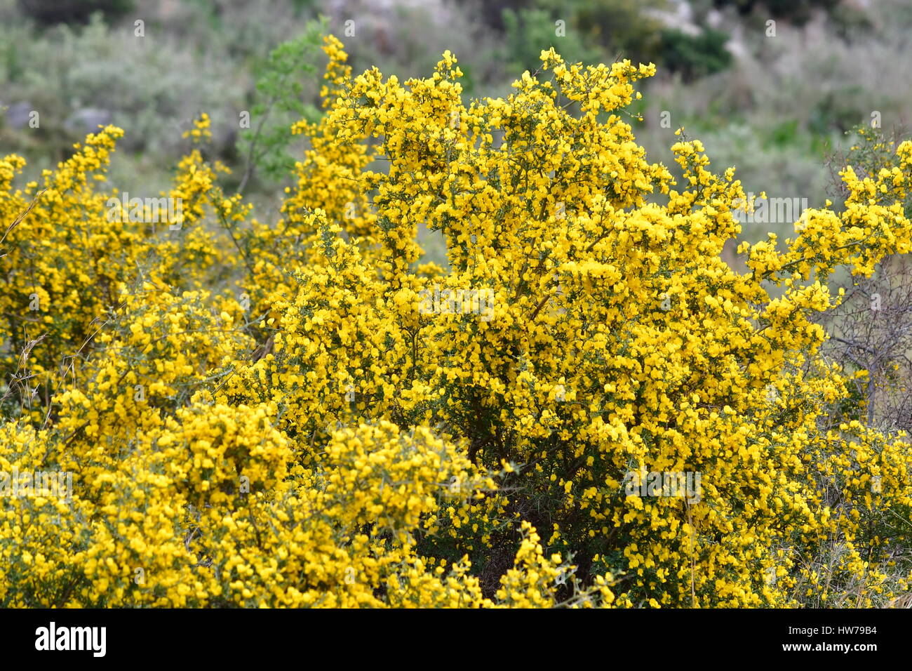 Nafplio.Greece 20 March 2017.Blooming flowers on location in Nafplio.He ...