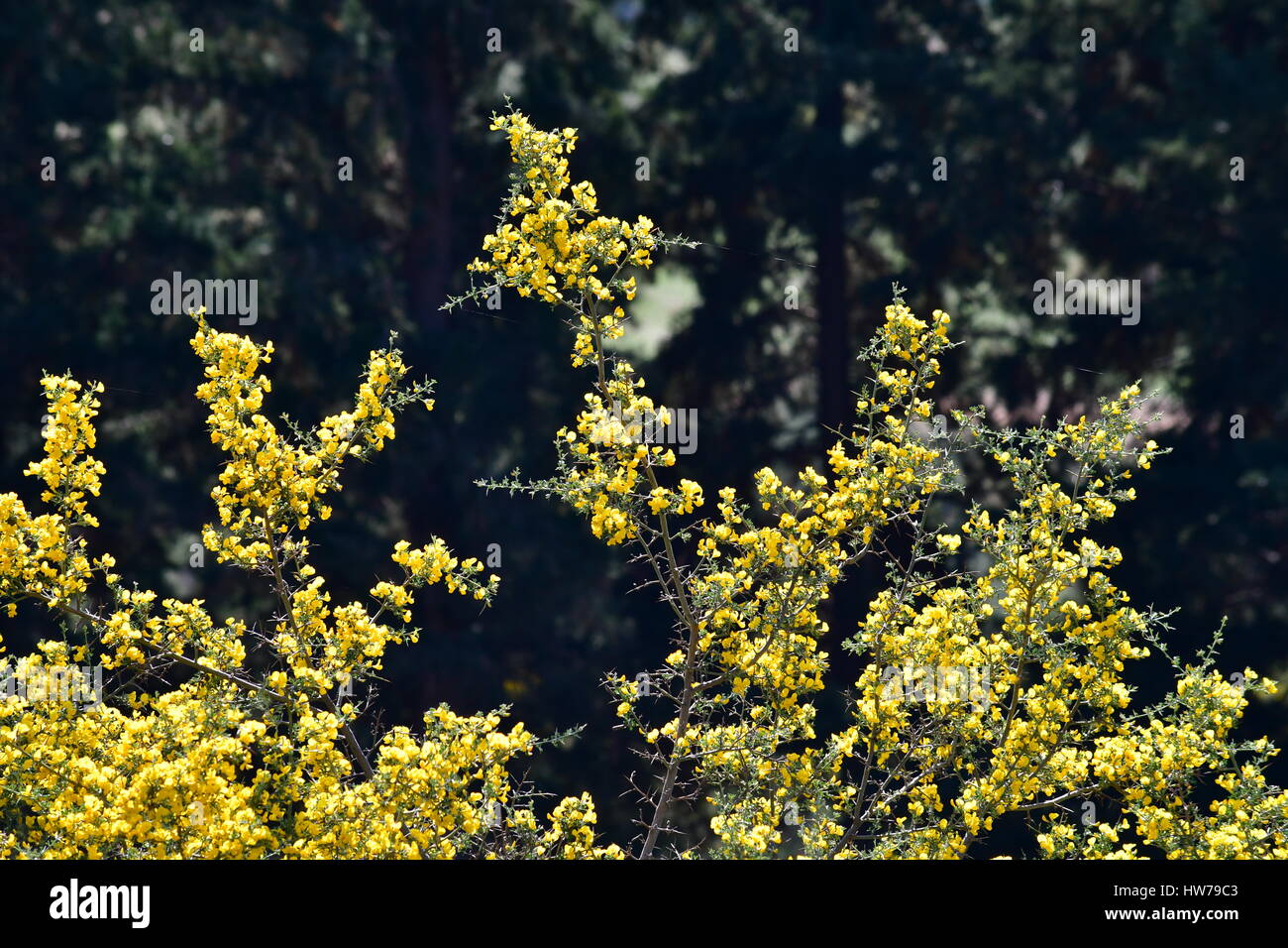 Nafplio.Greece 20 March 2017.Blooming flowers on location in Nafplio.He ...