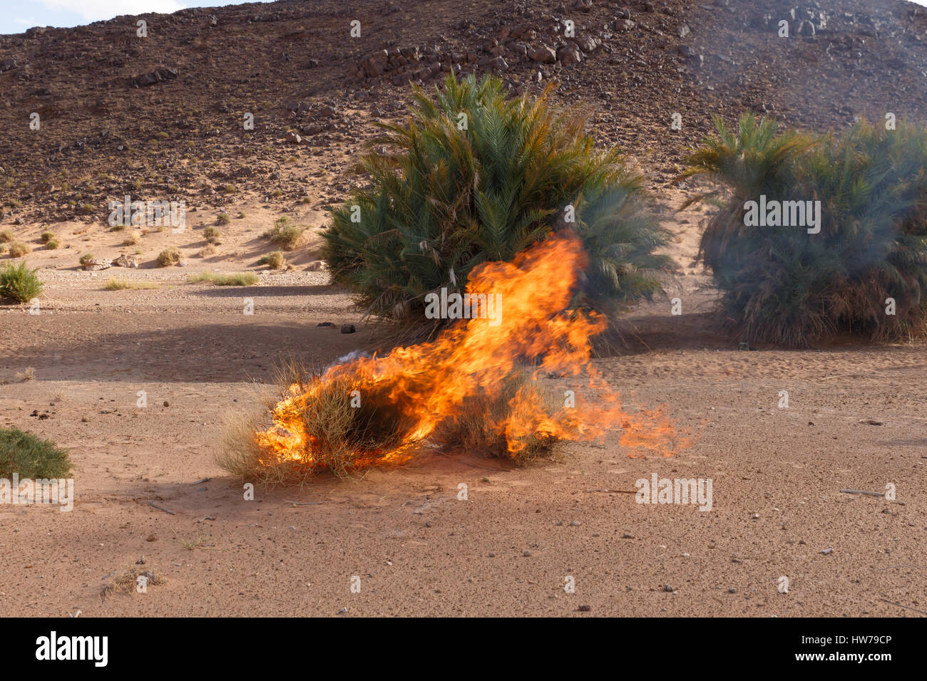 Dry burning bush in the Sahara desert Stock Photo - Alamy