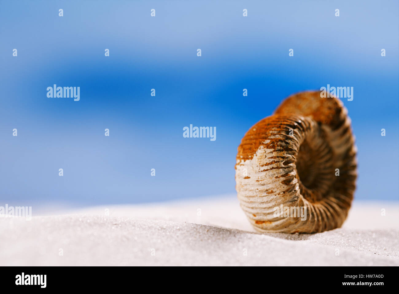 ammonite nautilus shell on white beach sand and blue seascape ...