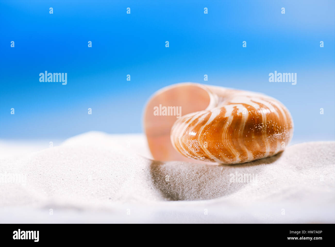 nautilus shell on white beach sand and blue seascape background Stock ...