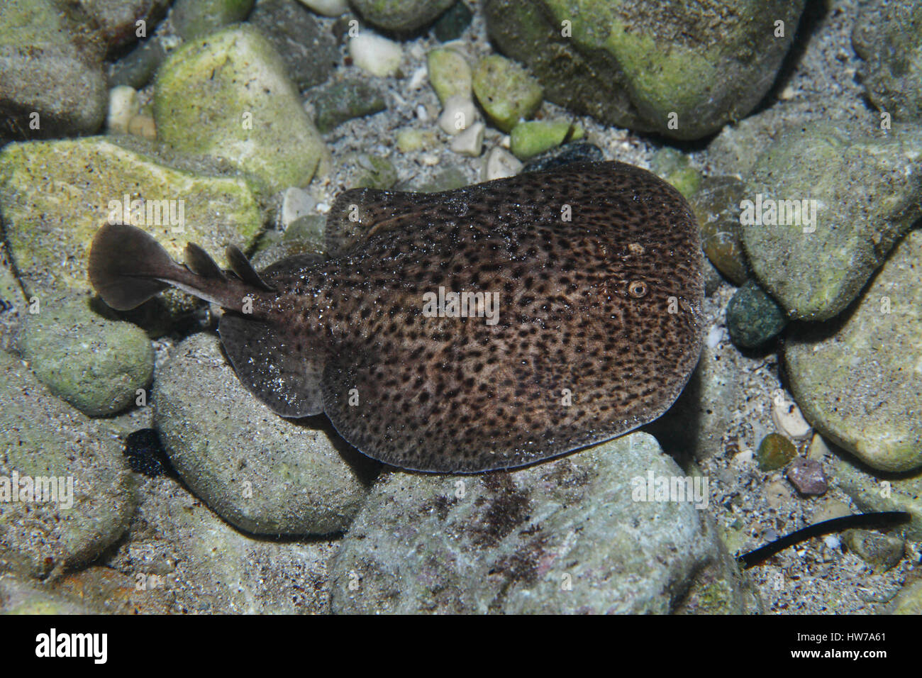 Marbled electric ray (Torpedo marmorata) underwater in the ...