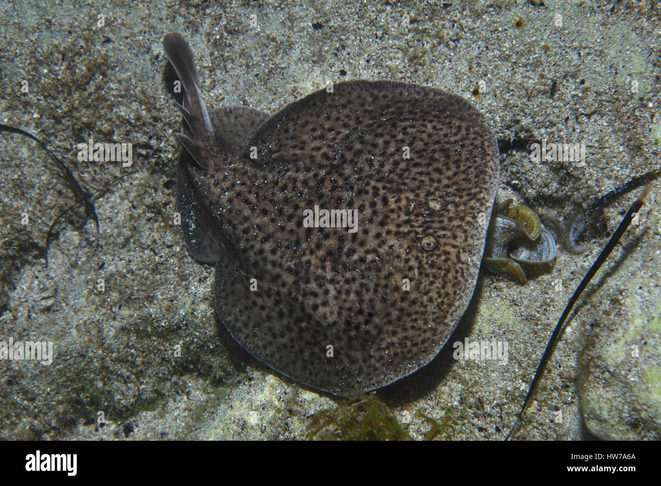 Marbled electric ray (Torpedo marmorata) underwater in the ...