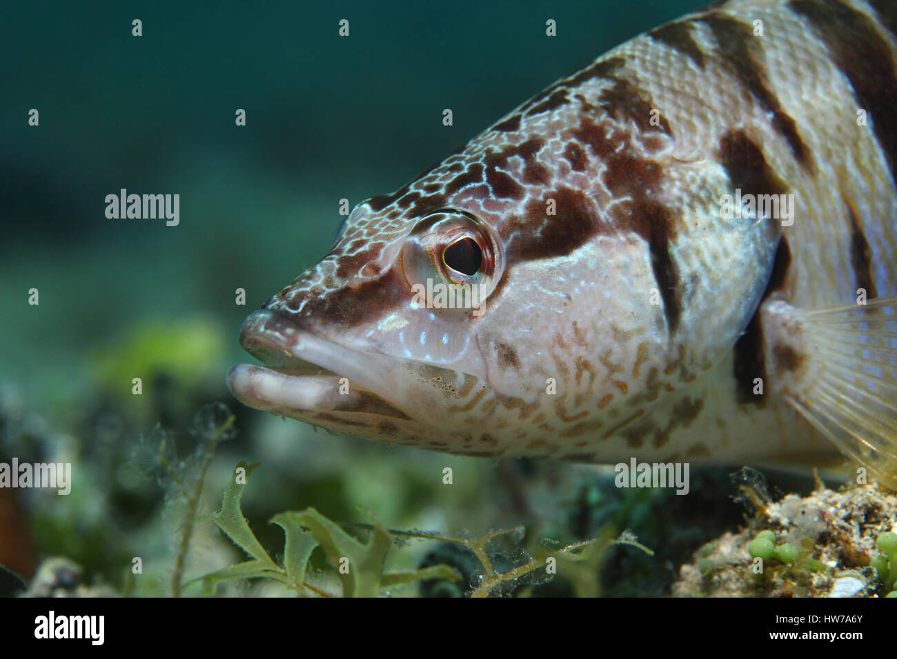 Painted comber (Serranus scriba) underwater in the Mediterranean Sea ...