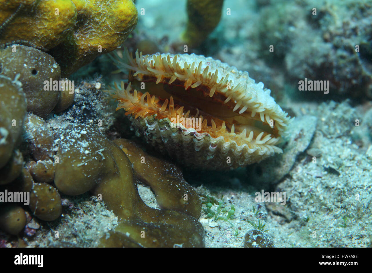 European prickly cockle clam (Acanthocardia echinata) underwater on the ...