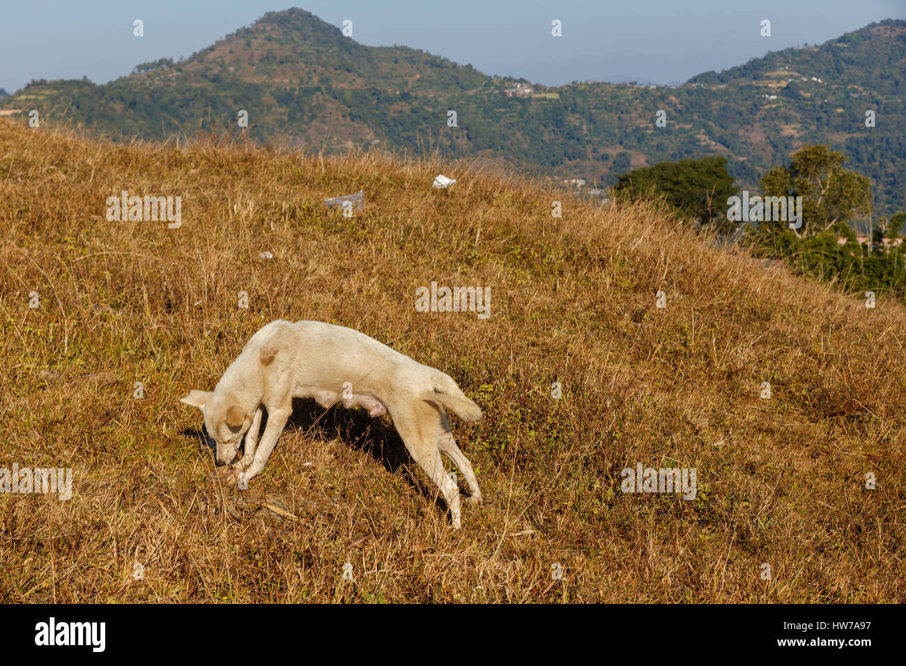 Bone on grass hi-res stock photography and images - Alamy