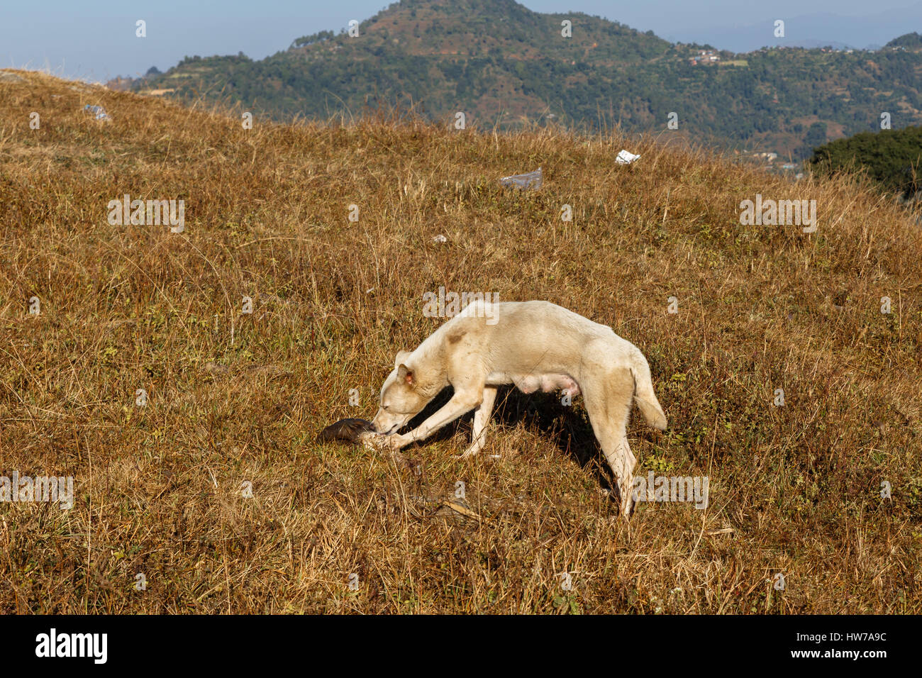 Dog bone animal hi-res stock photography and images - Alamy