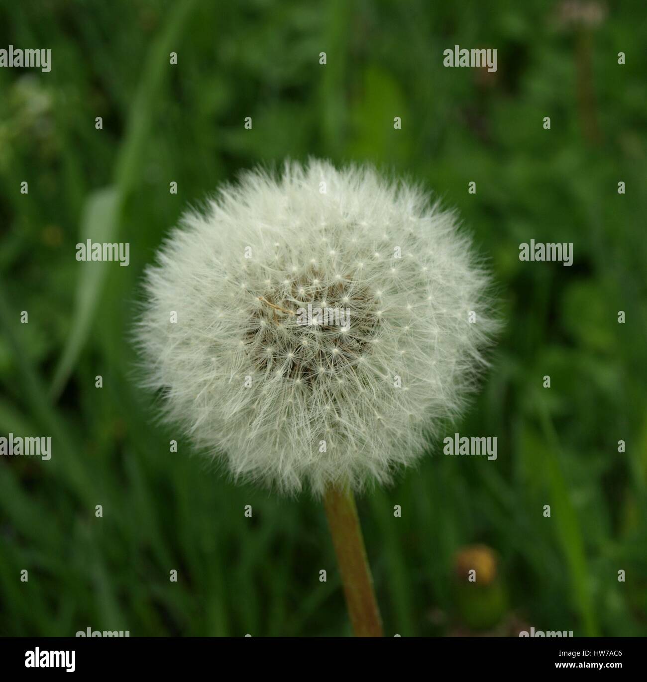 White fluffy seed ball hi-res stock photography and images - Alamy