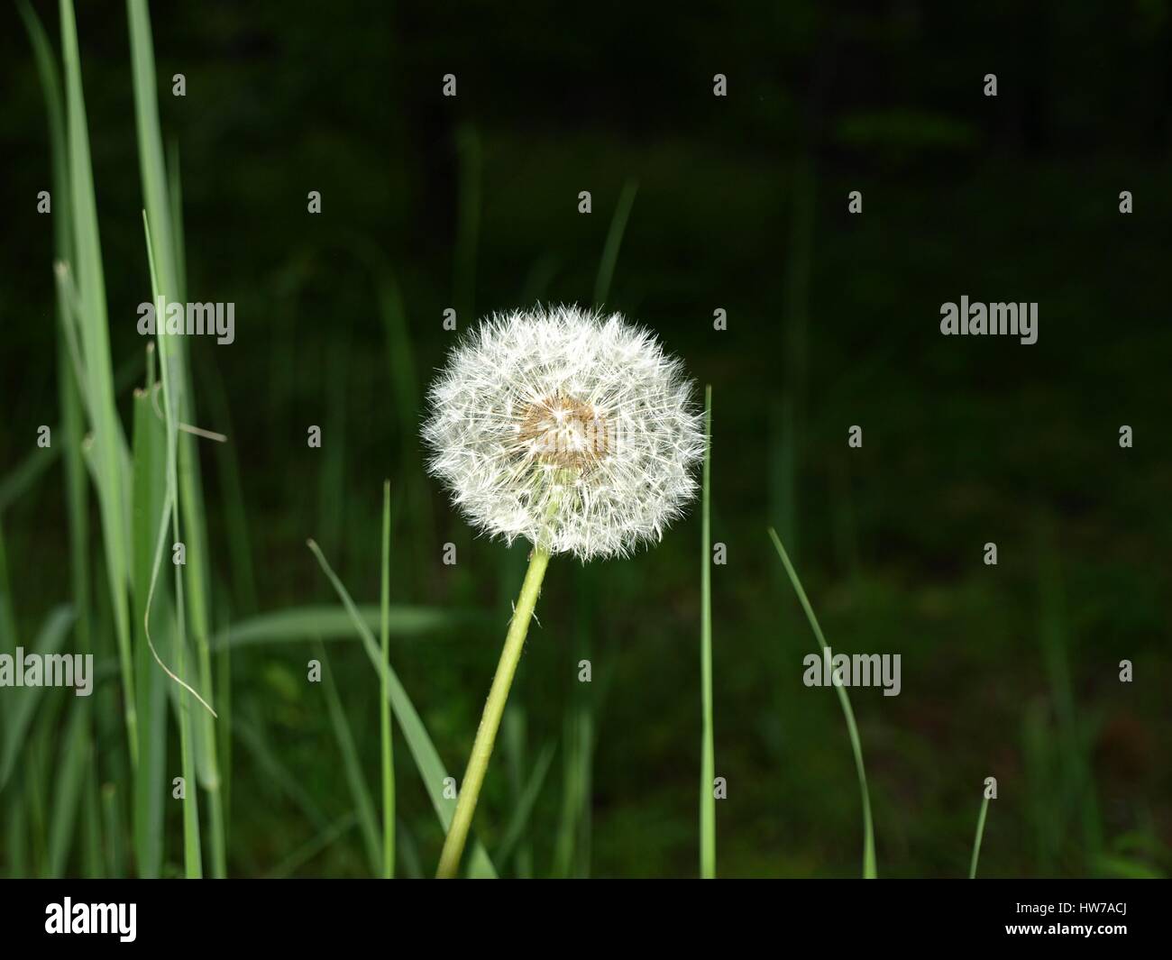 White fluffy seed ball hi-res stock photography and images - Alamy