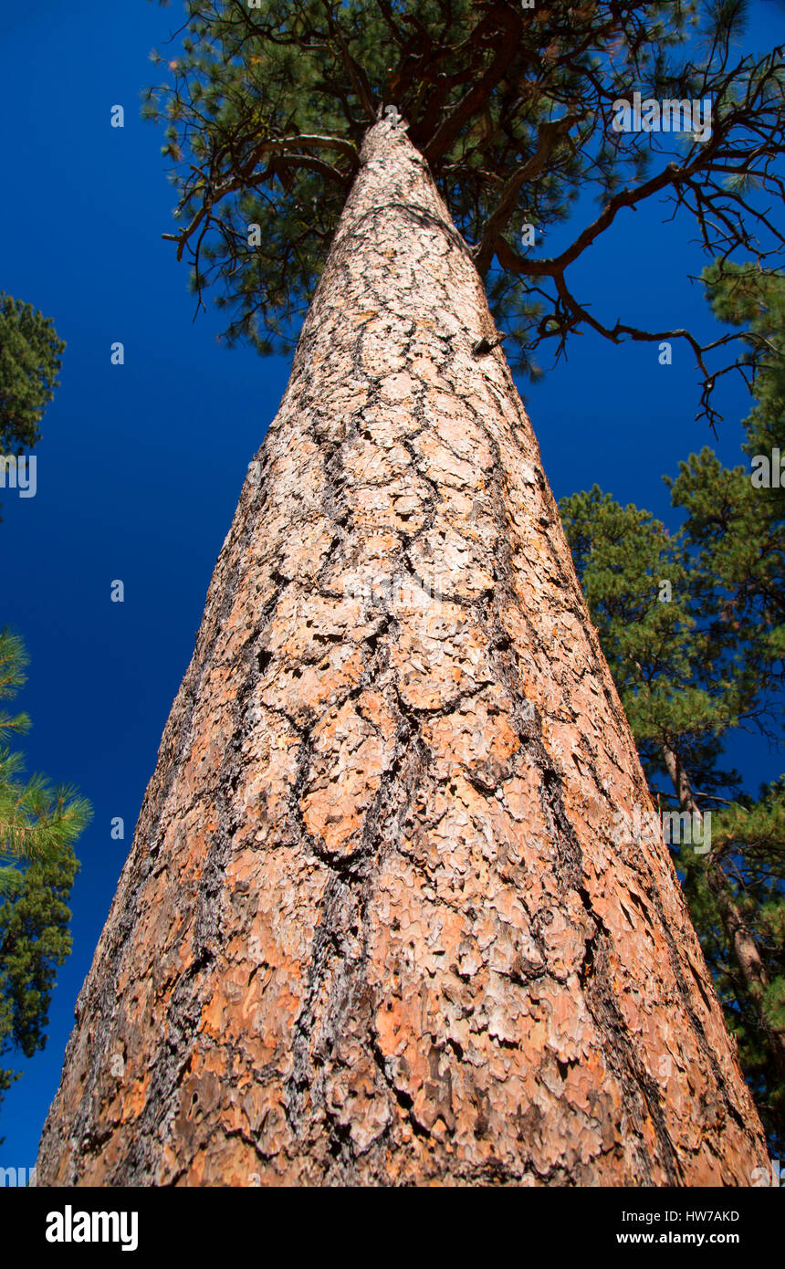 Tall old growth ponderosa pine hi-res stock photography and images - Alamy