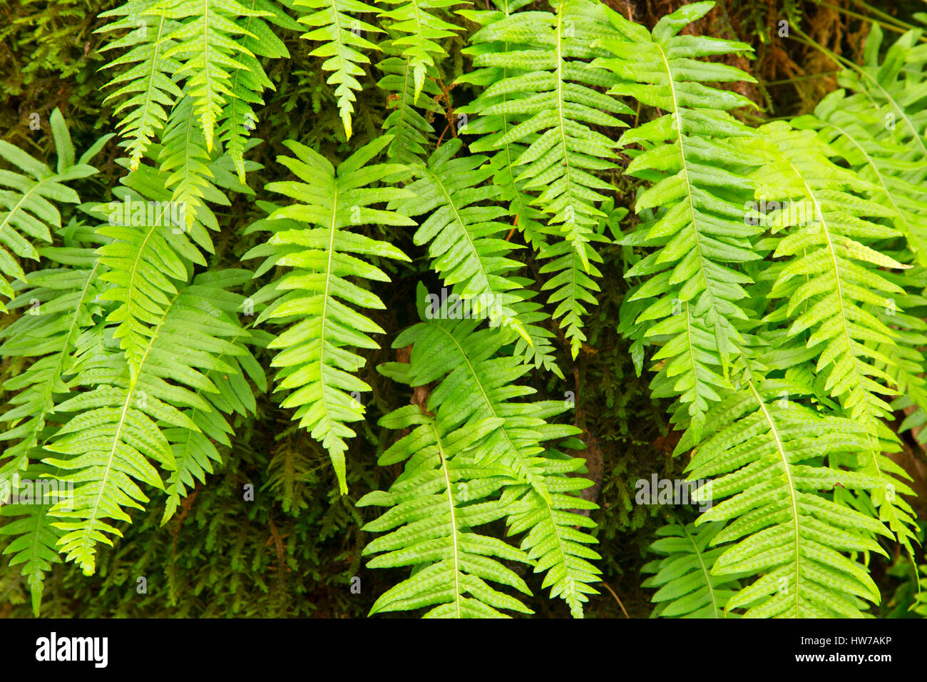 Licorice ferns (Polypodium glycyrrhiza) along Warrior Rock Trail ...