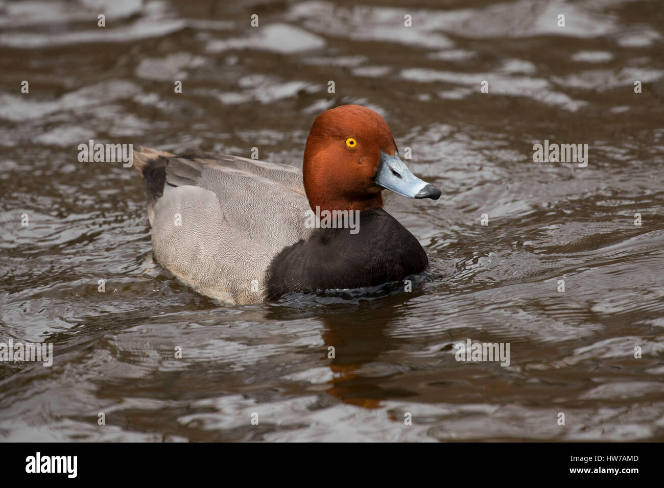 Redhead, Tracy Aviary, Liberty Park, Salt Lake City, Utah Stock Photo ...