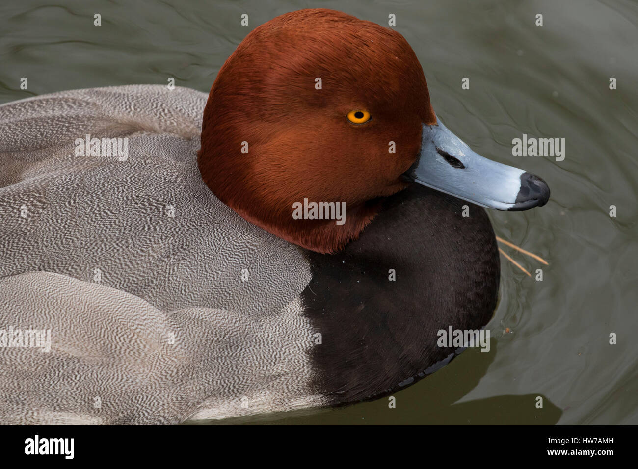 Redhead, Tracy Aviary, Liberty Park, Salt Lake City, Utah Stock Photo ...