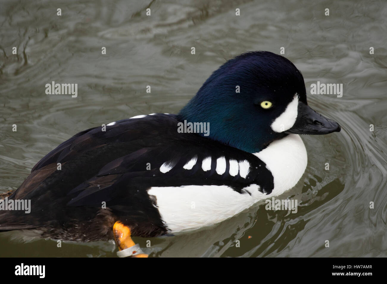 Barrow's goldeneye, Tracy Aviary, Liberty Park, Salt Lake City, Utah ...