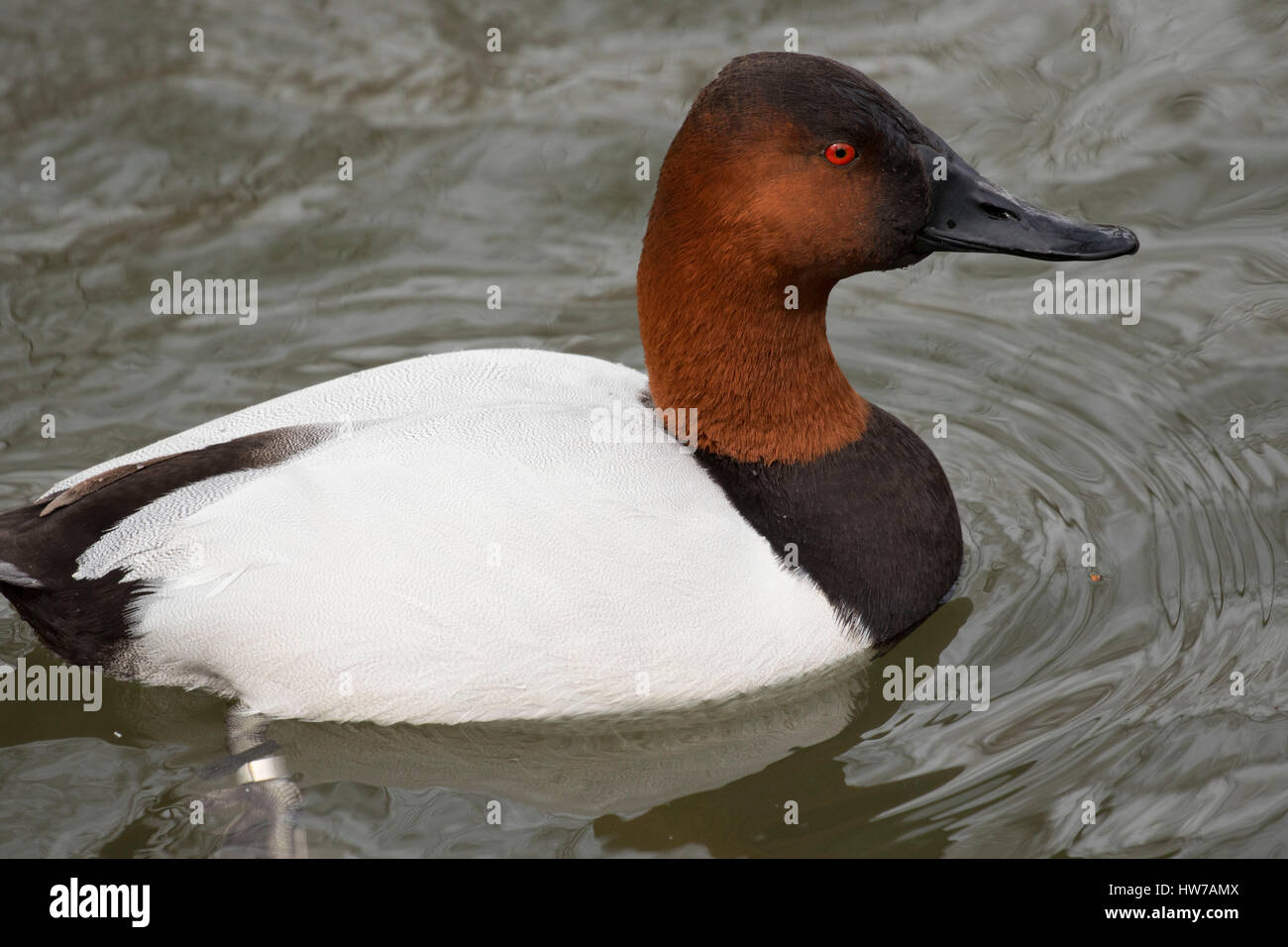 Canvasback duck hi-res stock photography and images - Alamy