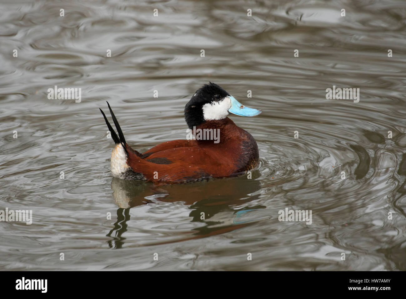 Ruddy duck, Tracy Aviary, Liberty Park, Salt Lake City, Utah Stock ...