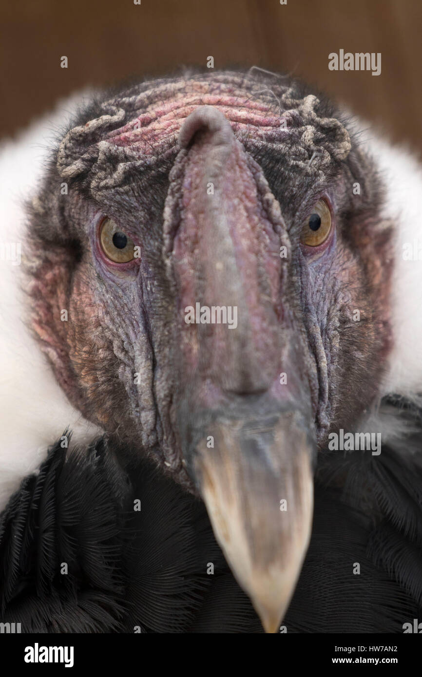 Andean condor (Vultur gryphus), Tracy Aviary, Liberty Park, Salt Lake ...