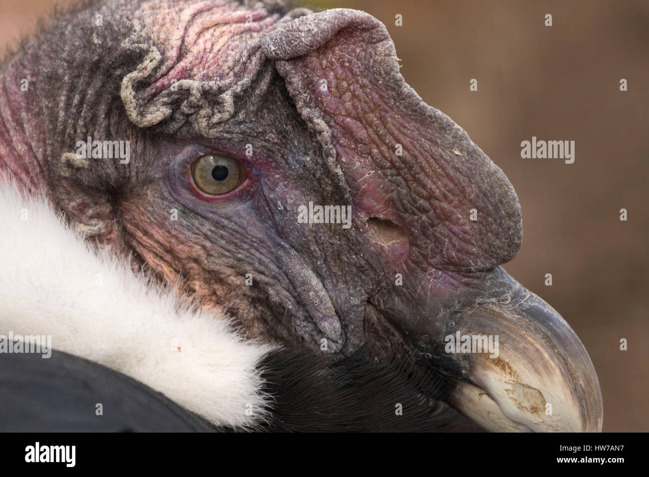 Andean condor (Vultur gryphus), Tracy Aviary, Liberty Park, Salt Lake ...