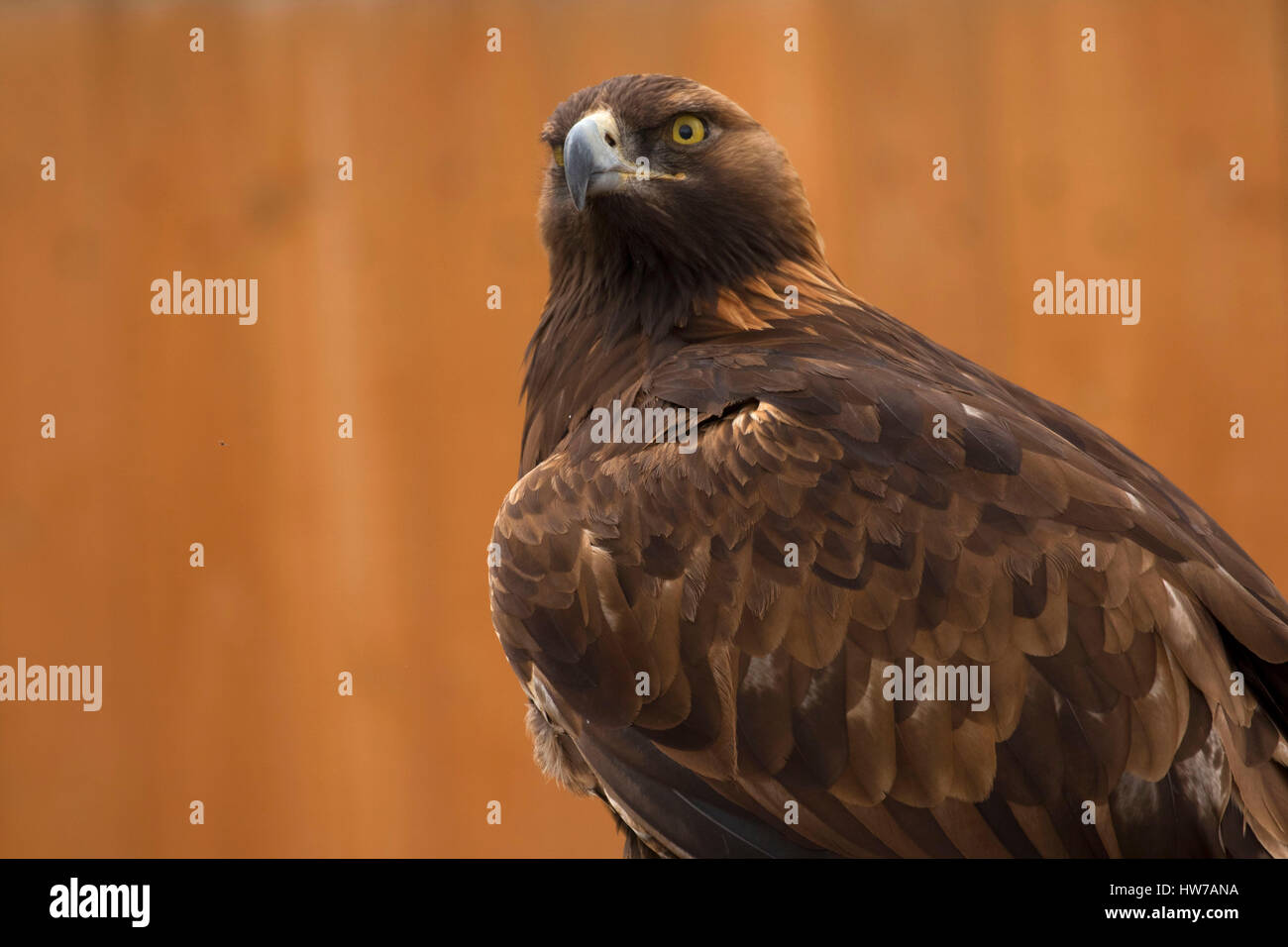 Golden eagle, Tracy Aviary, Liberty Park, Salt Lake City, Utah Stock ...