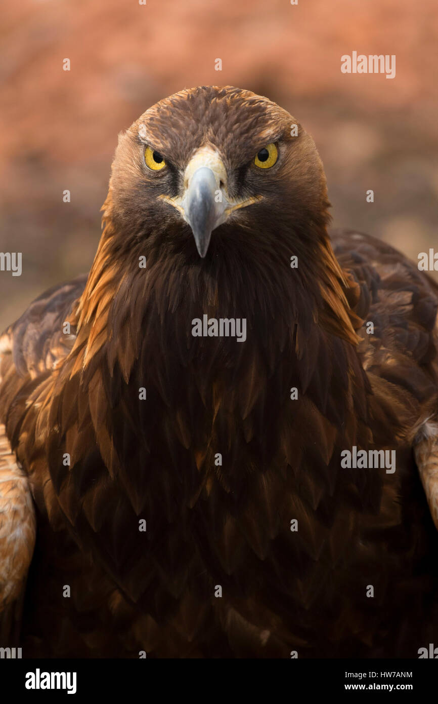 Golden eagle, Tracy Aviary, Liberty Park, Salt Lake City, Utah Stock ...