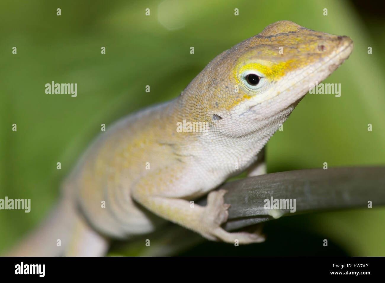 Closeup of garden lizard head Stock Photo - Alamy