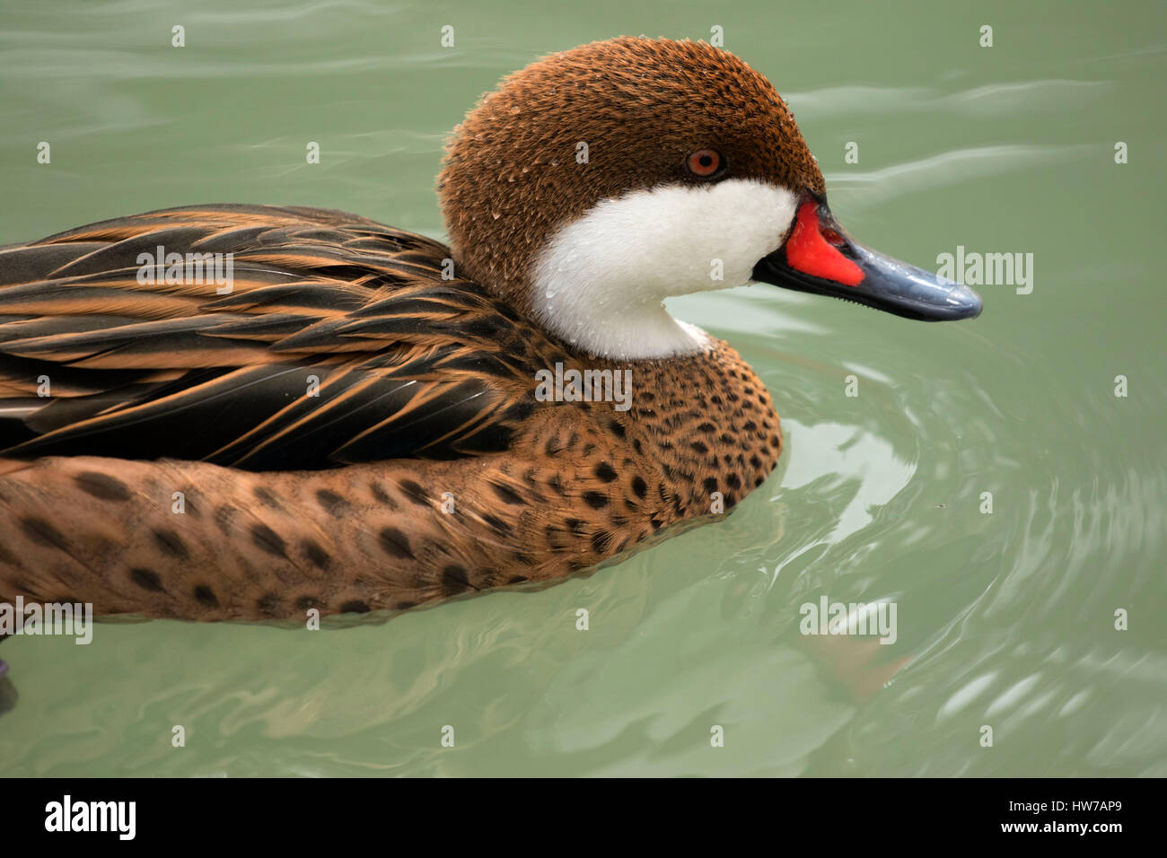 Duck, Tracy Aviary, Liberty Park, Salt Lake City, Utah Stock Photo - Alamy