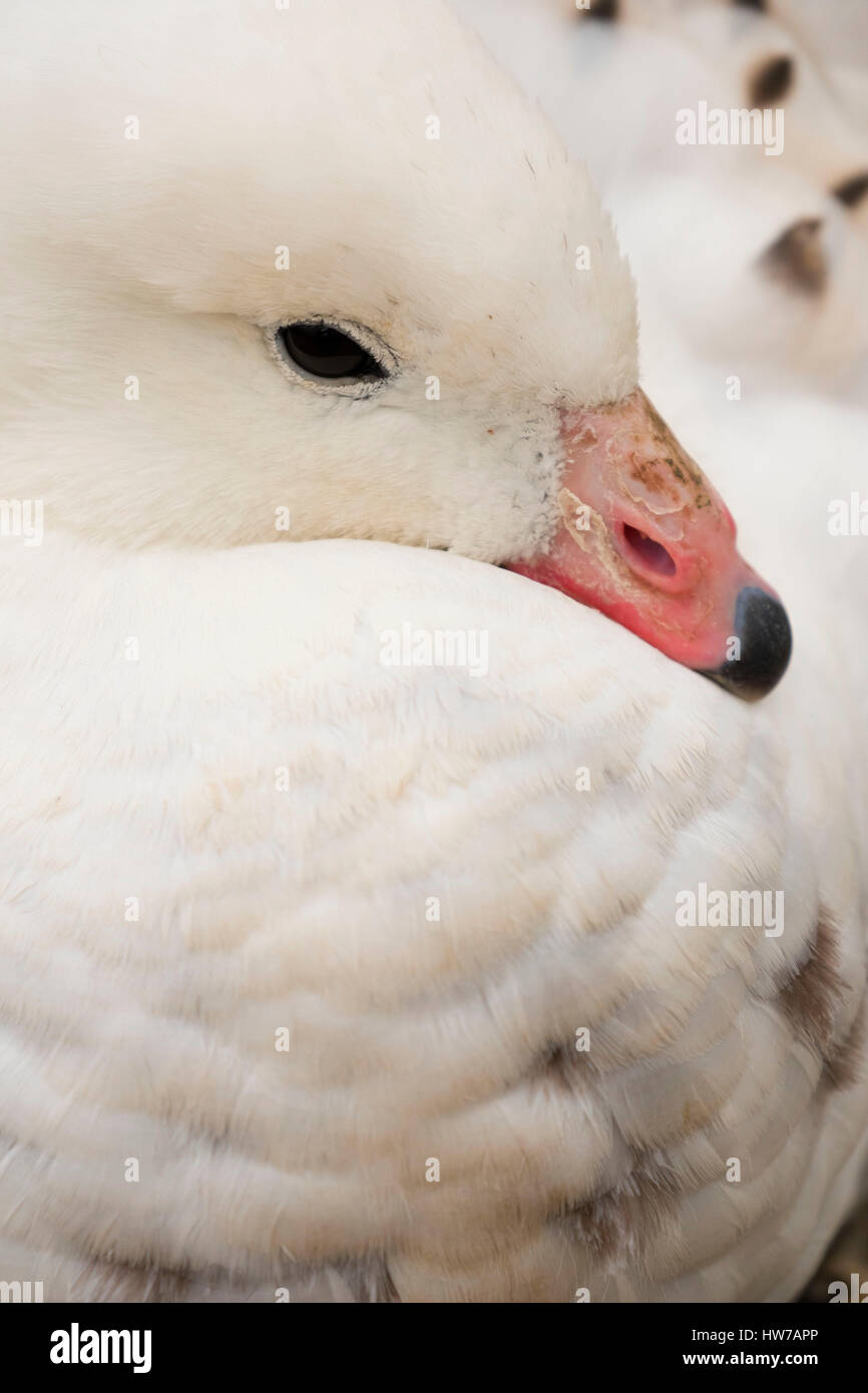 Andean goose (Neochen melanoptera), Tracy Aviary, Liberty Park, Salt ...