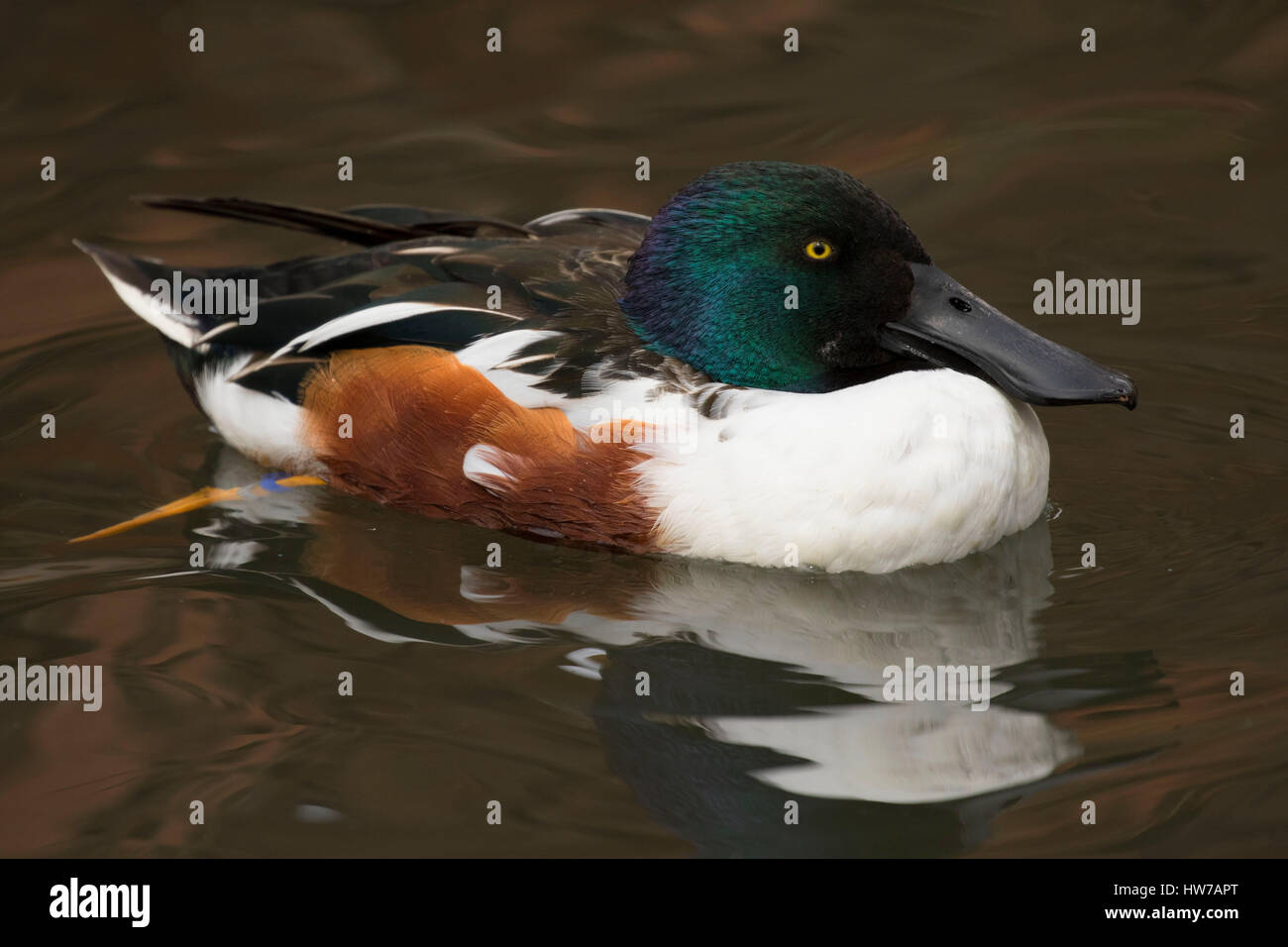 Northern shoveler, Tracy Aviary, Liberty Park, Salt Lake City, Utah ...