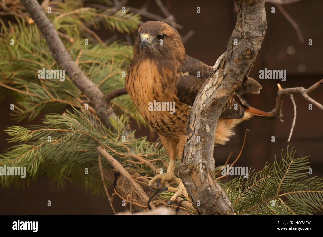 Red tailed hawk utah hi-res stock photography and images - Alamy