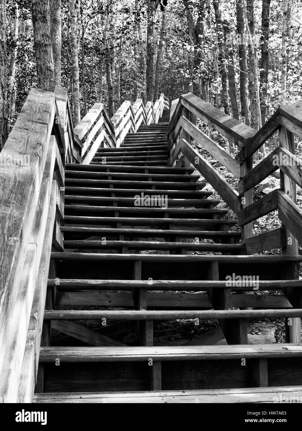 Ascending stairs on woodland trail in monochrome Stock Photo - Alamy