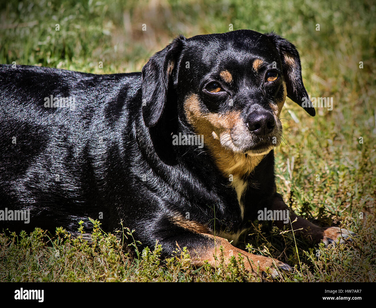 Mixed-breed dog laying in sunshine Stock Photo - Alamy